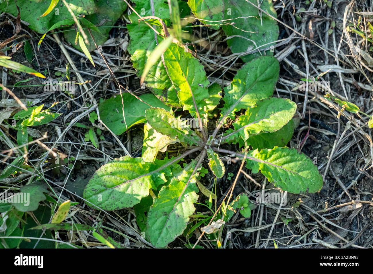 Dandelions are known for their edible leaves and medicinal uses ...