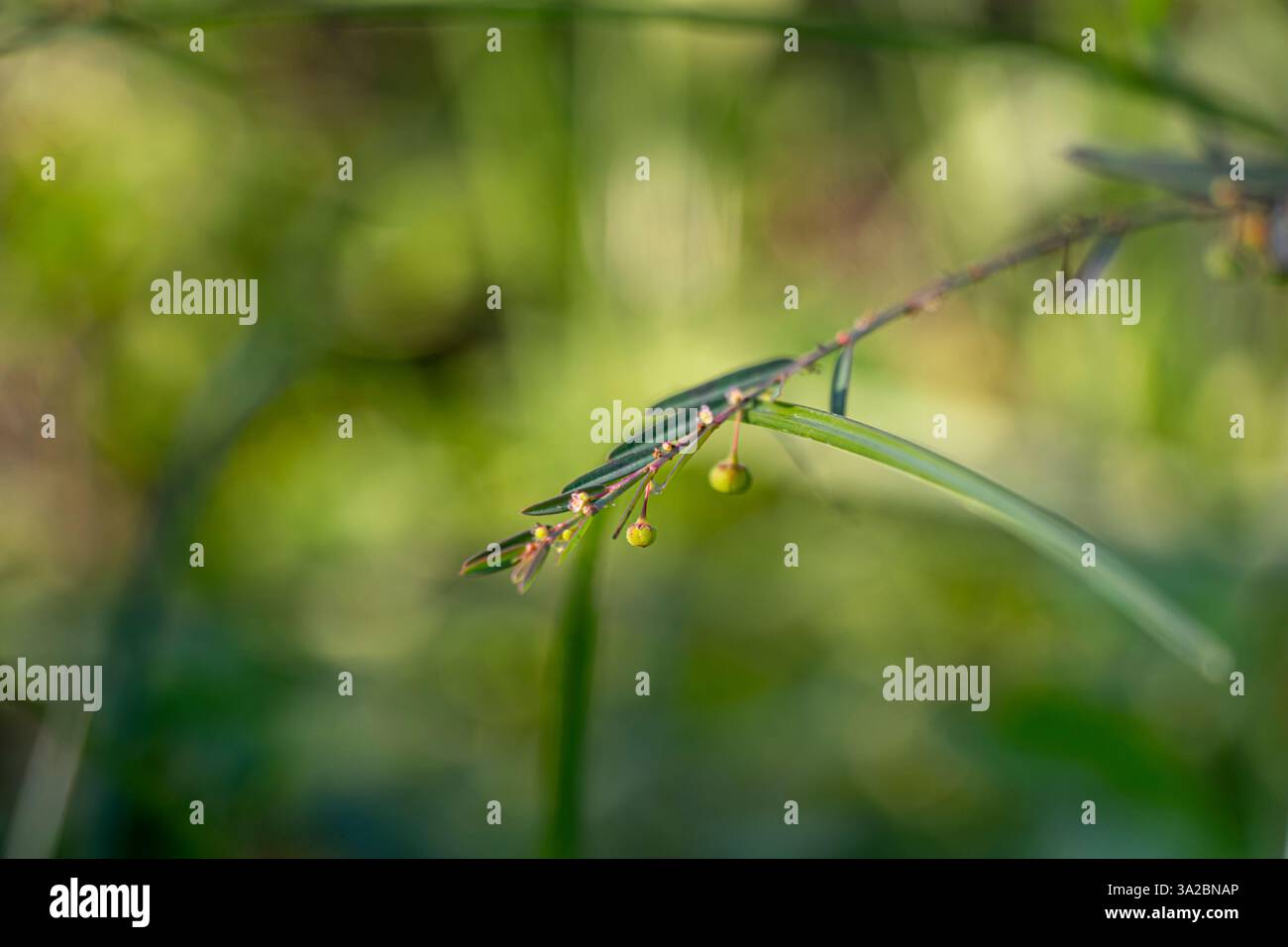 Leafflower, Shatterstone, Gripeweed, Chamber Bitter, Commonly found in ...