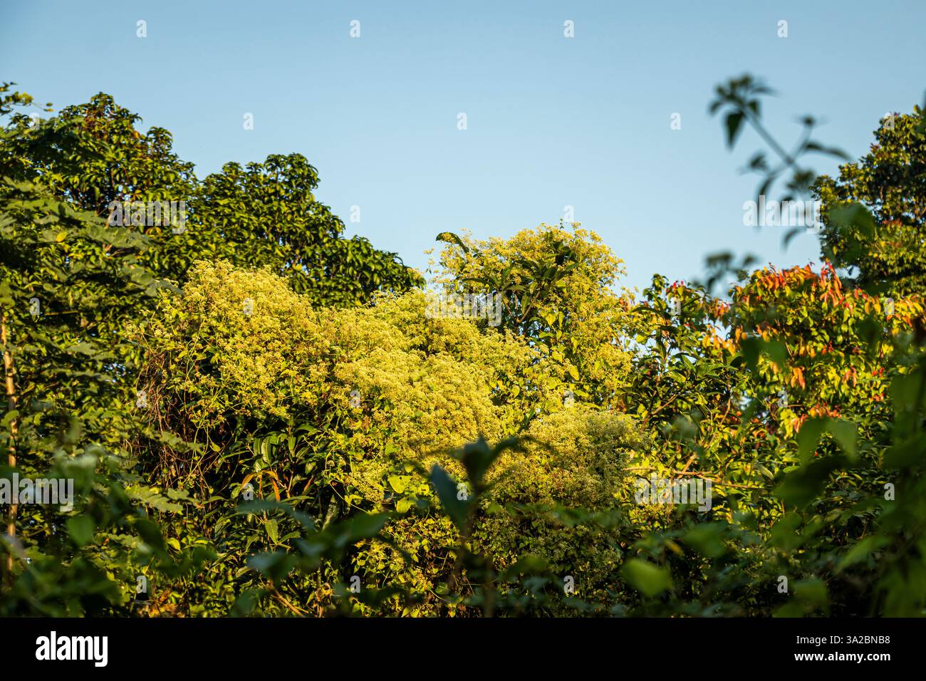 Mikania micrantha commonly known as bitter vine, mile a minute weed, or ...