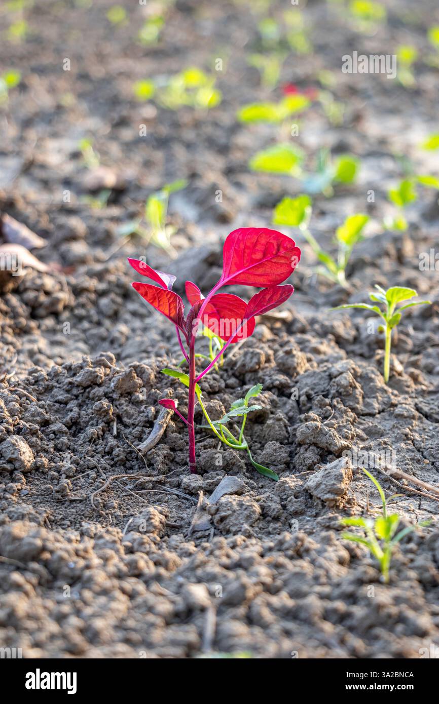 Red Amaranth Amaranthus spp is a fast growing, leafy vegetable from the ...