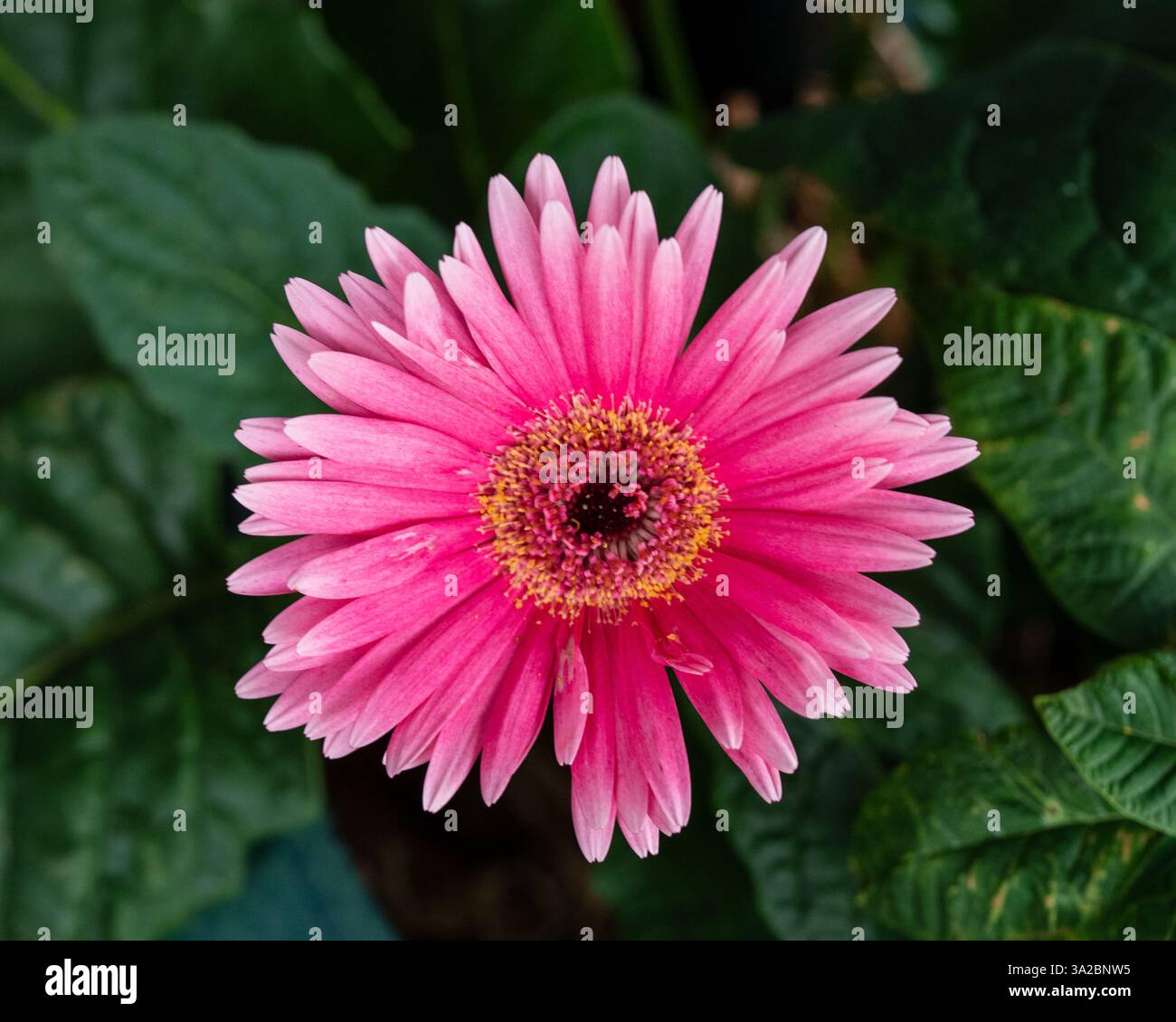 Pink Gerbera Flowers with many petals Stock Photo - Alamy