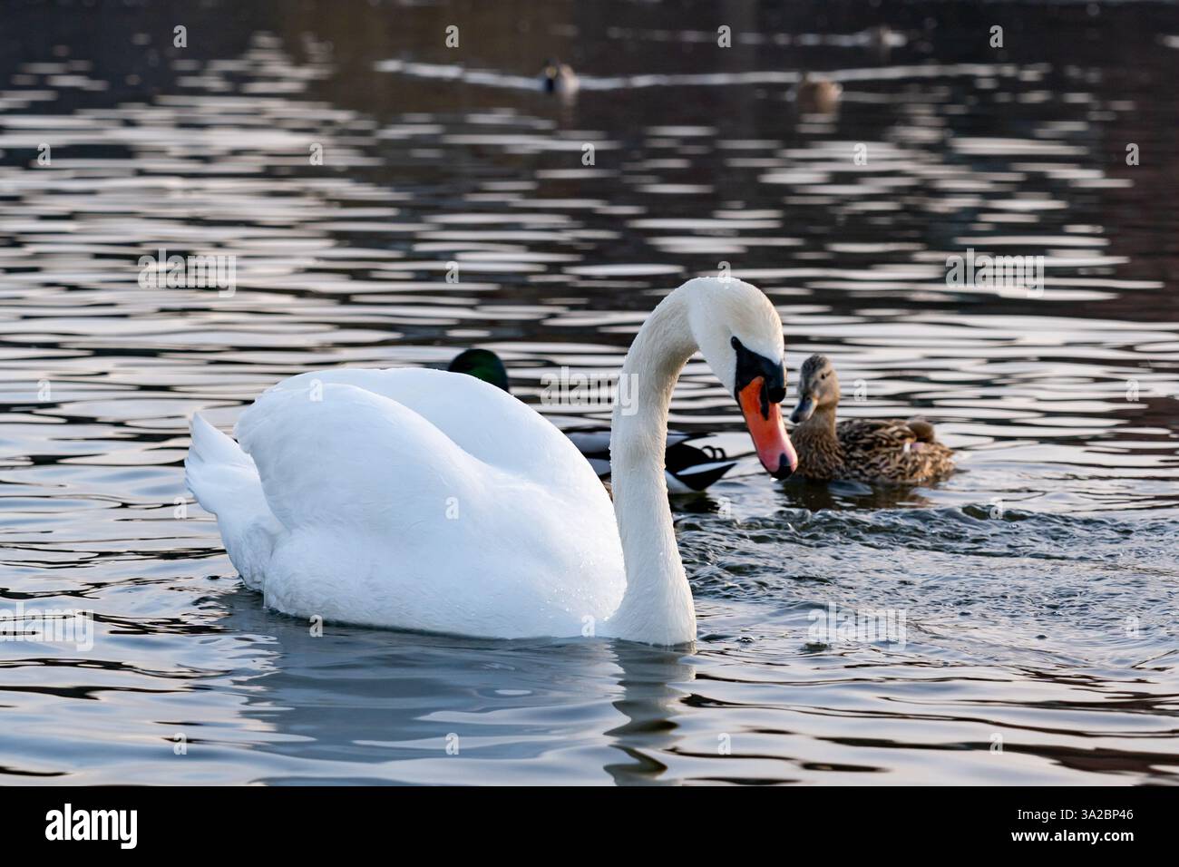 A white swan glides gracefully across the calm waters of a pond ...