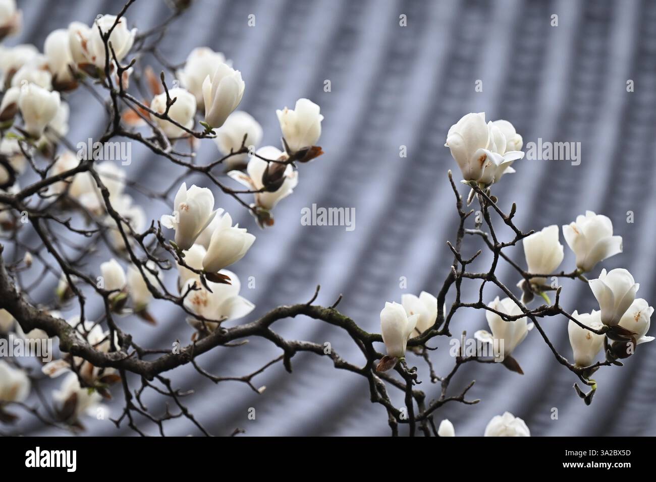 **CHINESE MAINLAND, HONG KONG, MACAU AND TAIWAN OUT** A 500-year-old ...
