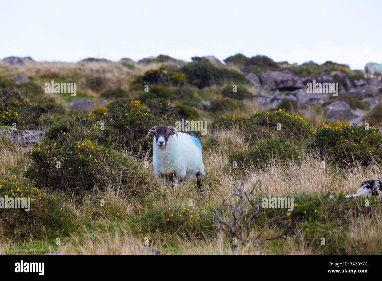 The elegance of a spotted sheep on a grassy hillside en route to ...