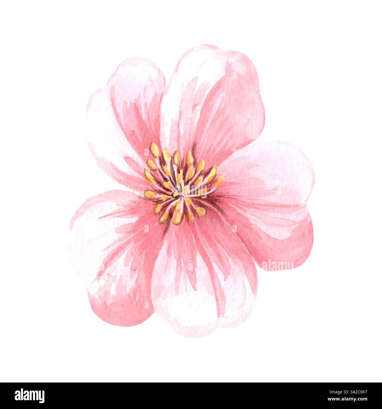 Almond flower pink. Sakura, cherry blossom. Watercolor illustration ...