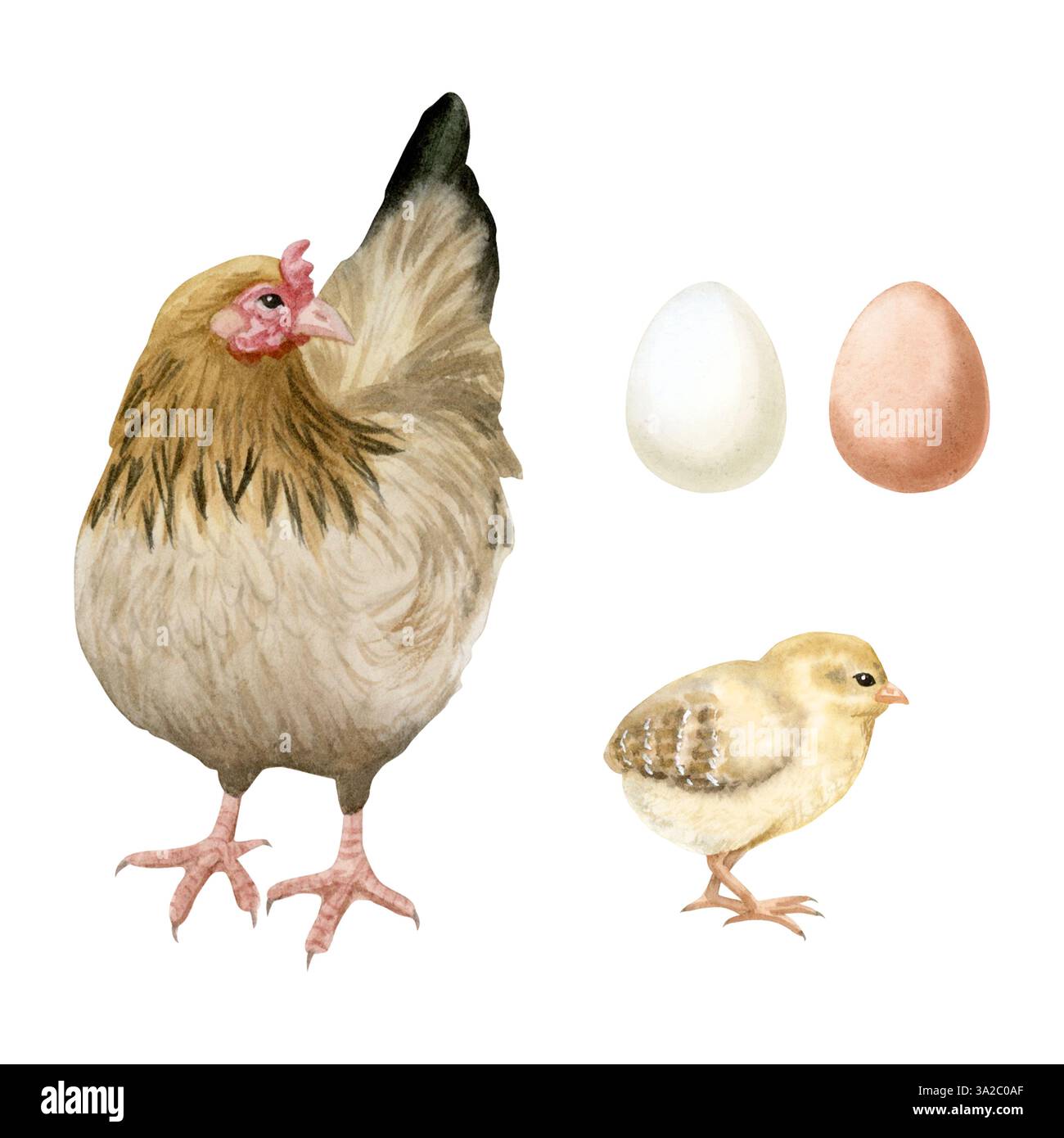Brown hen with yellow baby chicken and eggs watercolor illustration set ...