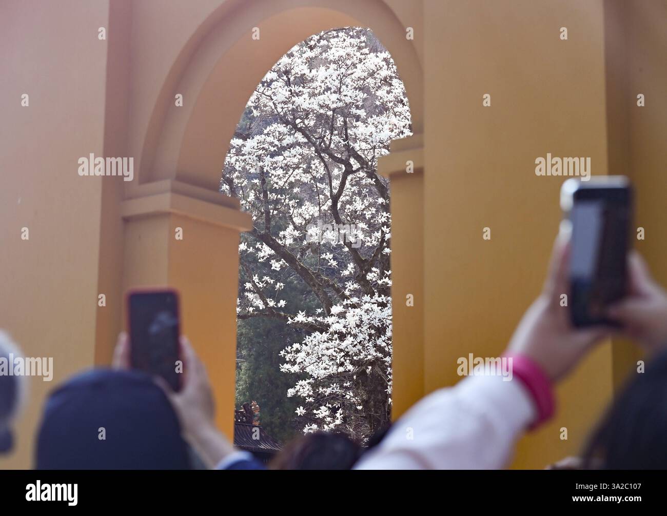 **CHINESE MAINLAND, HONG KONG, MACAU AND TAIWAN OUT** Magnolia trees ...