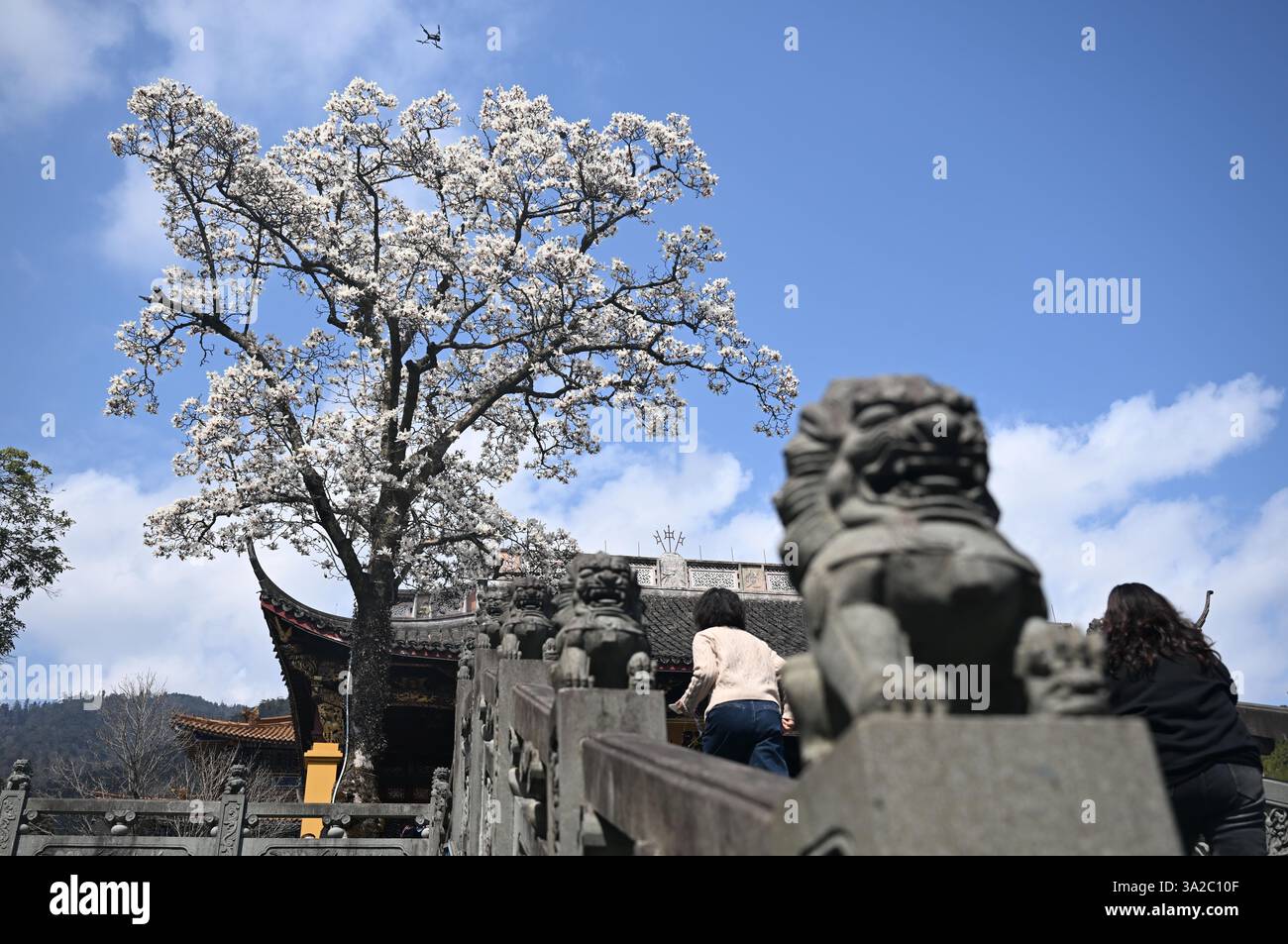 **CHINESE MAINLAND, HONG KONG, MACAU AND TAIWAN OUT** Magnolia trees ...