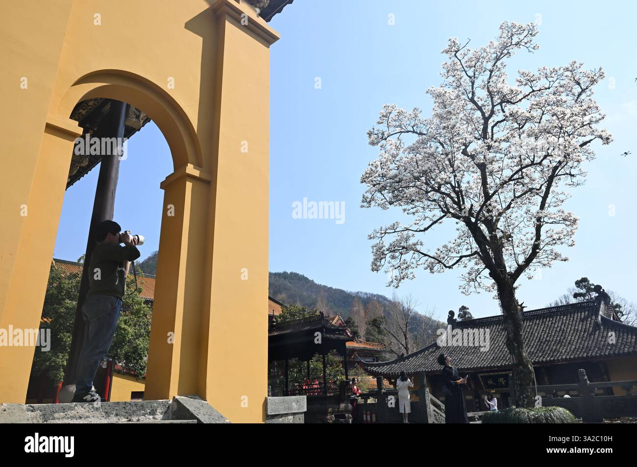 **CHINESE MAINLAND, HONG KONG, MACAU AND TAIWAN OUT** Magnolia trees ...