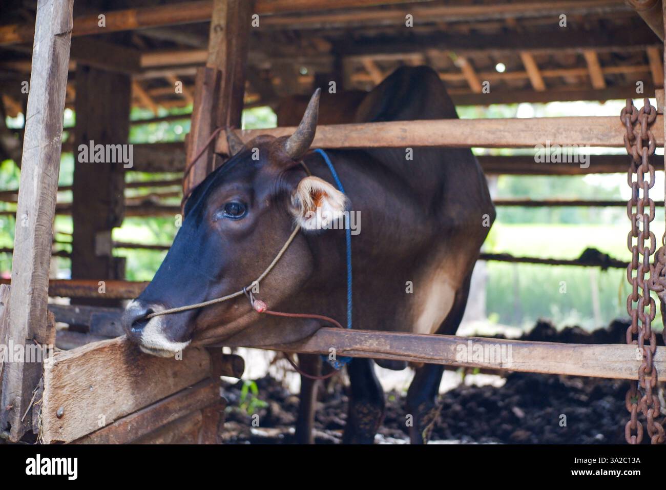 Holstein breed cattle in pen hi-res stock photography and images - Alamy