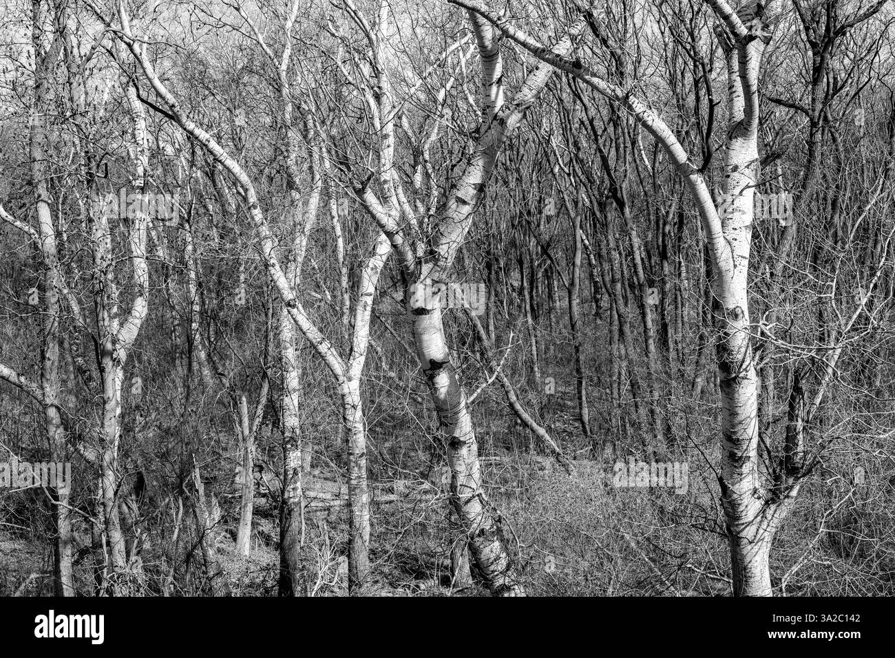 giant poplar trees in the national park donauauen, monochrome ...