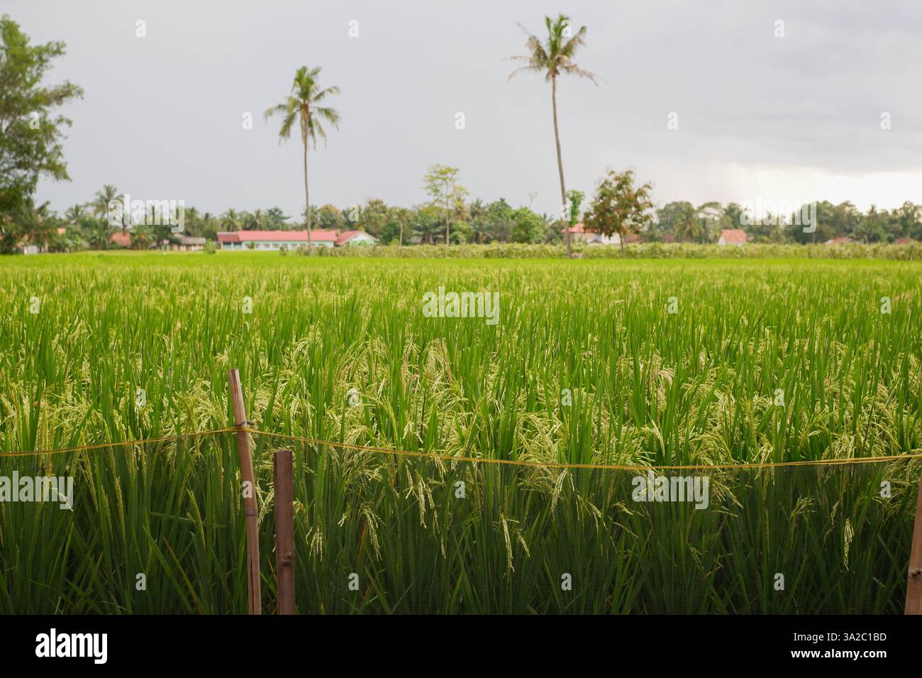 Paddy fields rice rural scenery green farmland fields Stock Photo - Alamy