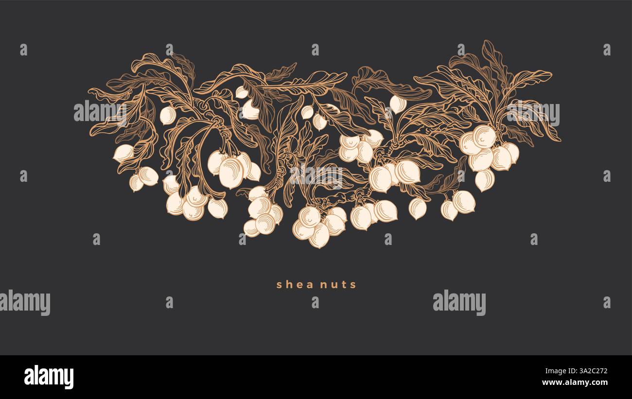 Shea tree pattern. Vector hand drawn branch, botany leaves, engraved ...