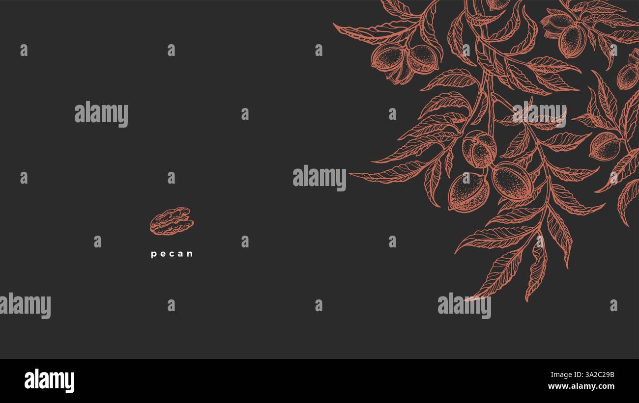 Pecan plant. Vector vintage template. Texture raw nuts, botanical ...
