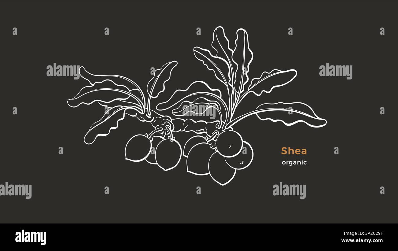 Shea tree. Vector art line branch, nuts, sketch leaves. Nature ...