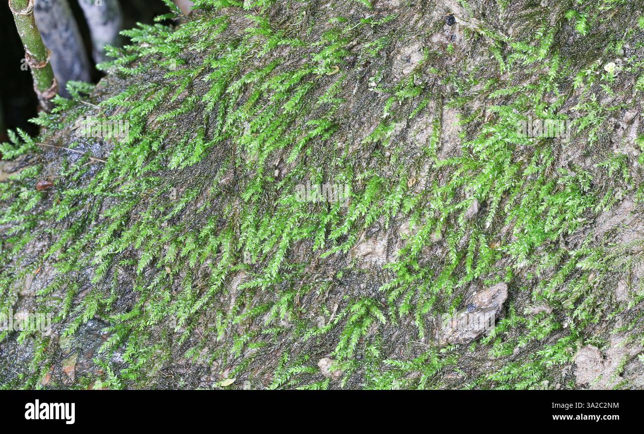 Amblystegium fluviatile hi-res stock photography and images - Alamy