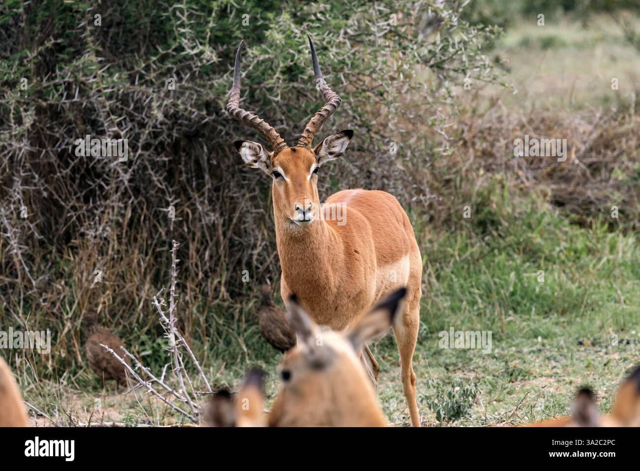 impala male in savanna, African black-footed antelope with lyre horns ...