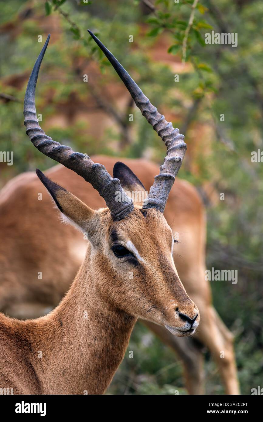 Close up portrait, head of male impala, African black-footed antelope ...