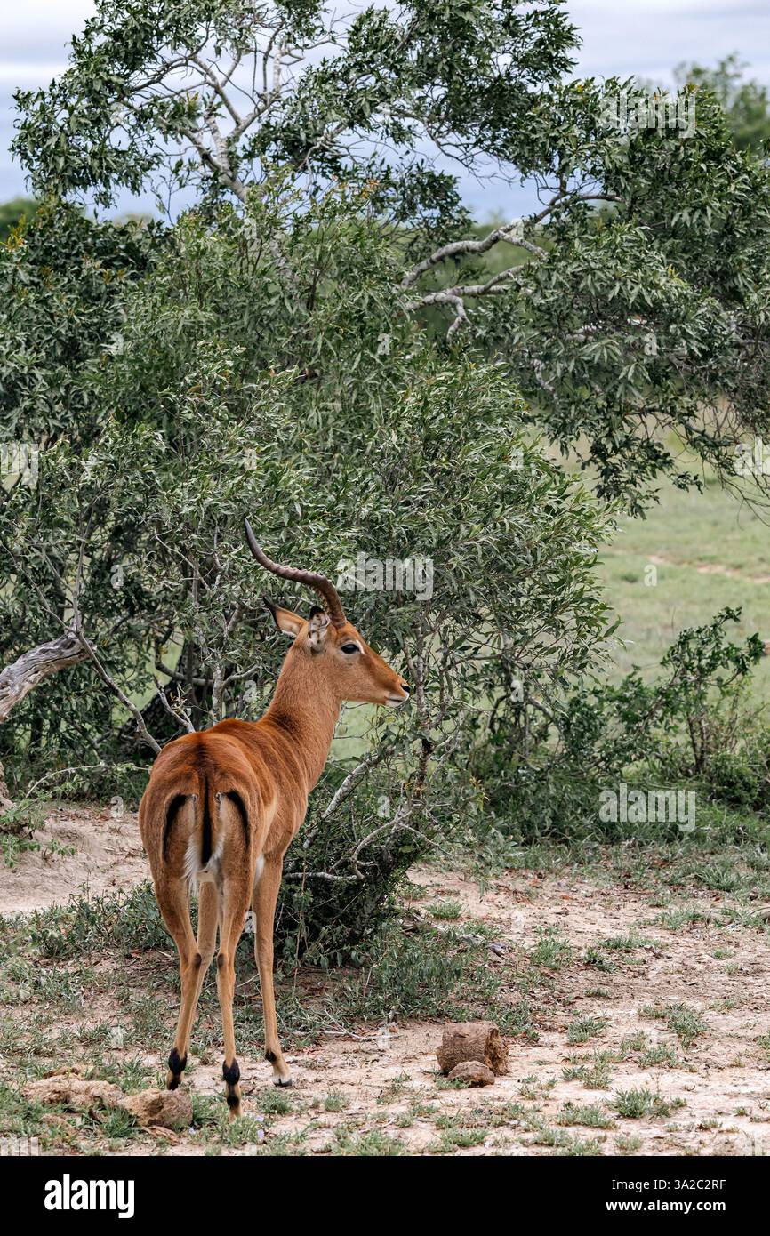 impala male in savanna, African black-footed antelope with lyre horns ...