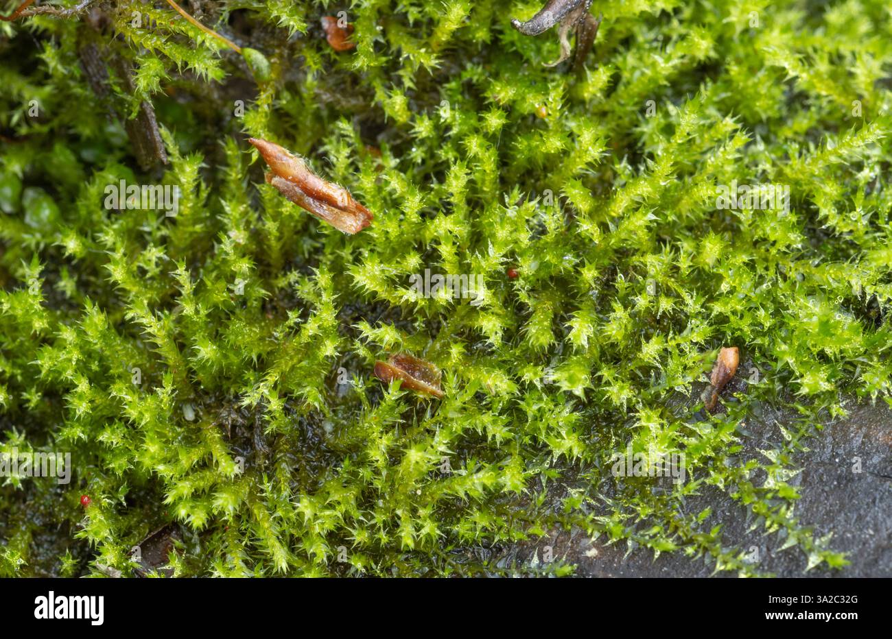 Hygroamblystegium varium (also known as Amblystegium varium) on a ...