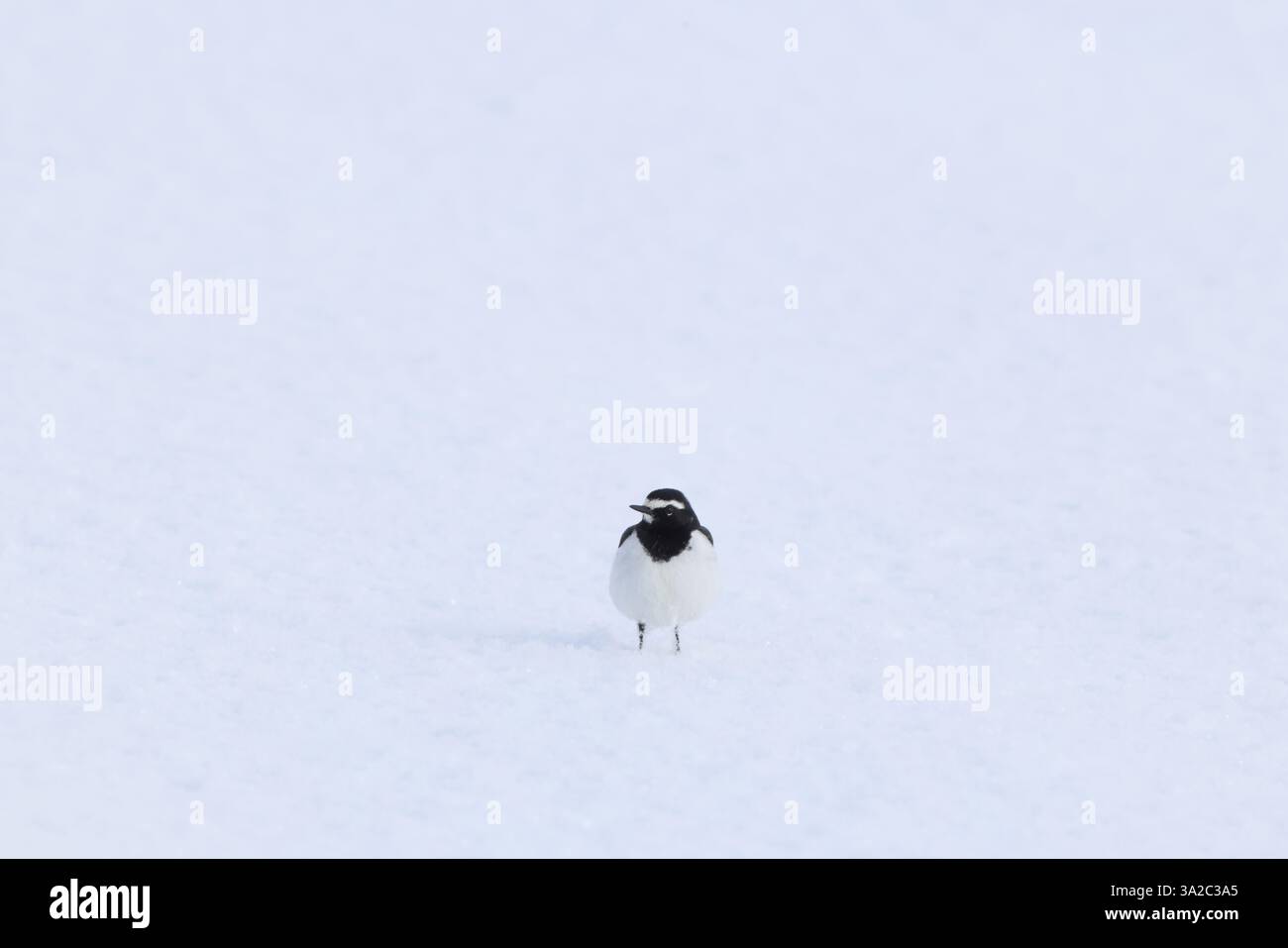 Japanese wagtail (Motacilla grandis) is a species of bird in the pipit ...