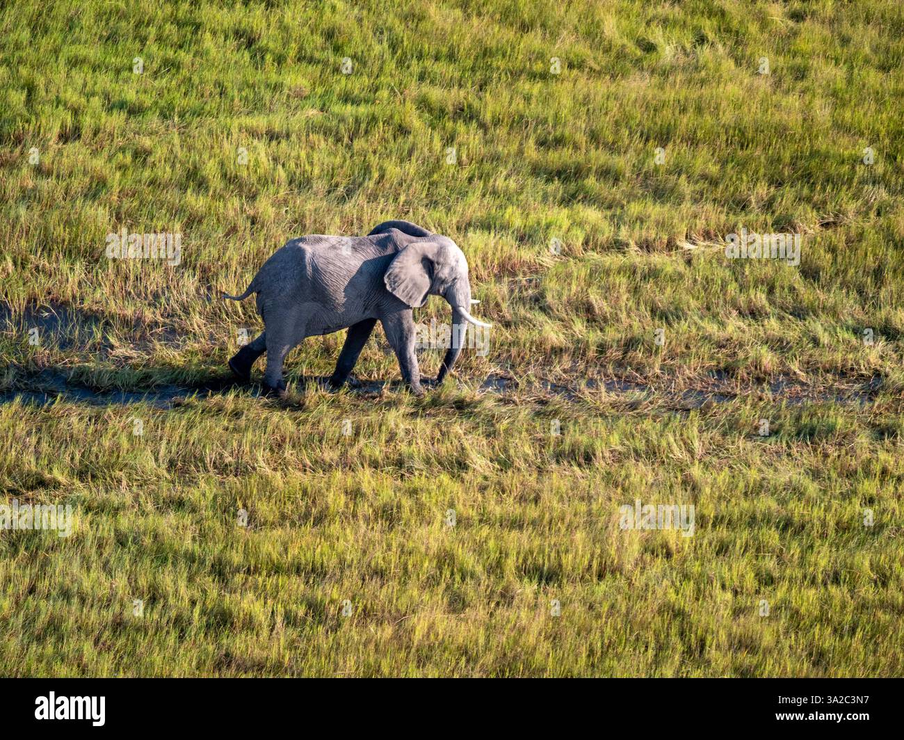 Lone elephant strides through the Okavango Delta. Taken from a ...