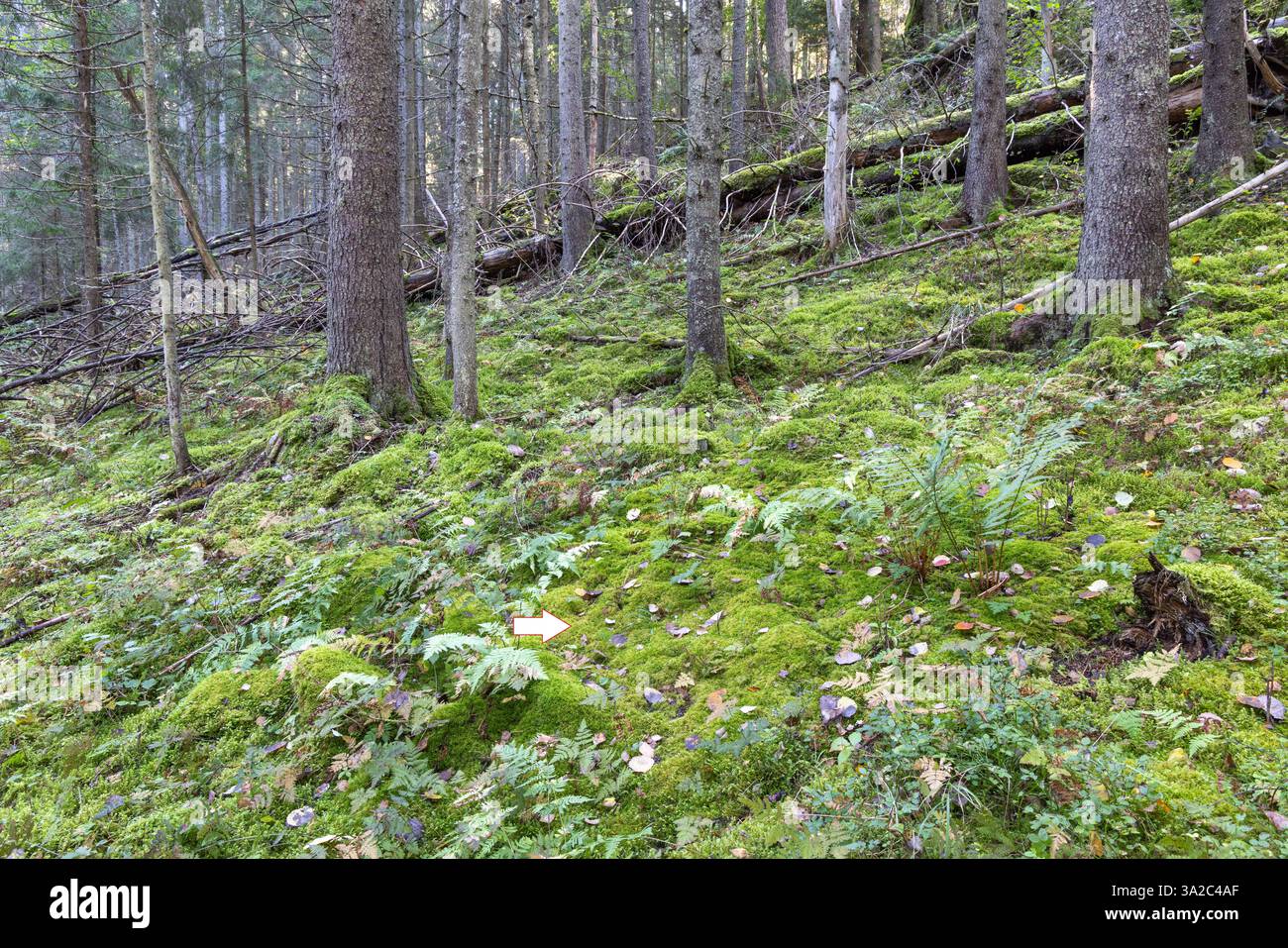 Hylocomie boreale hi-res stock photography and images - Alamy
