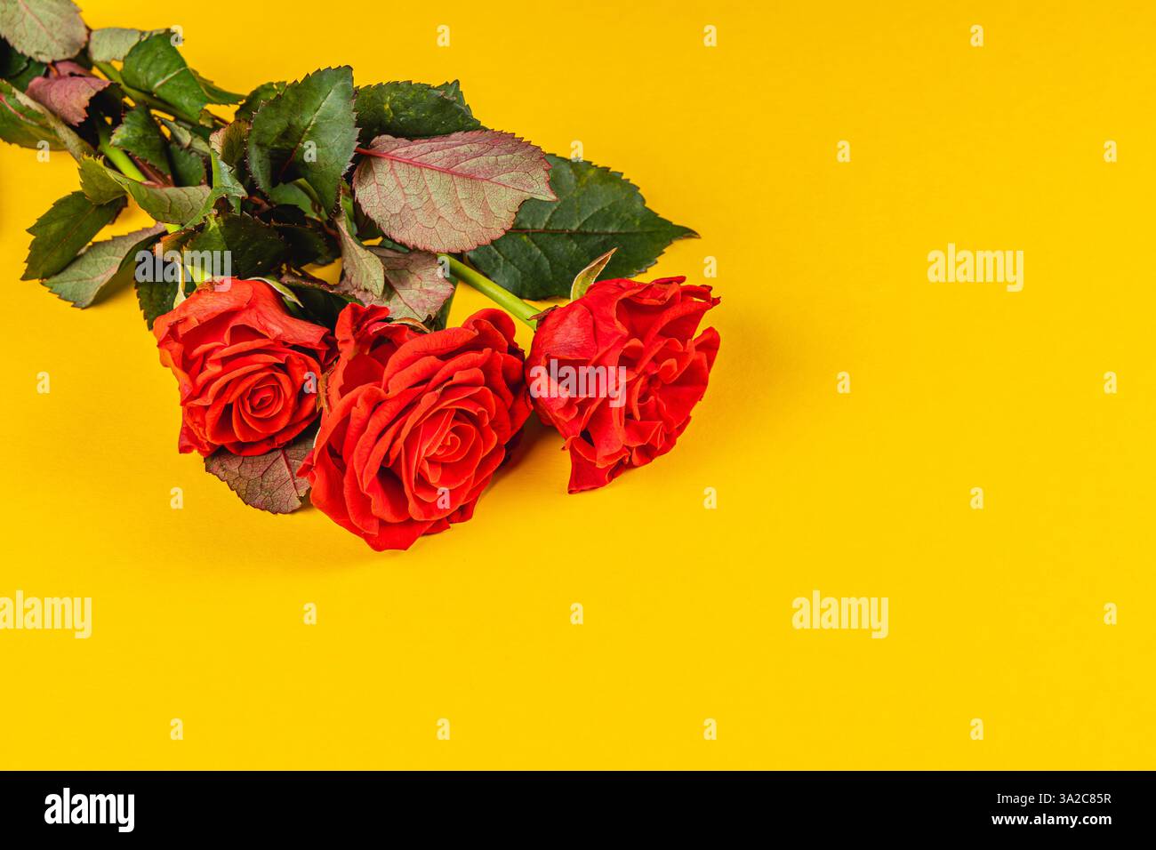 Three stunning red roses with lush green leaves rest on a vivid yellow ...