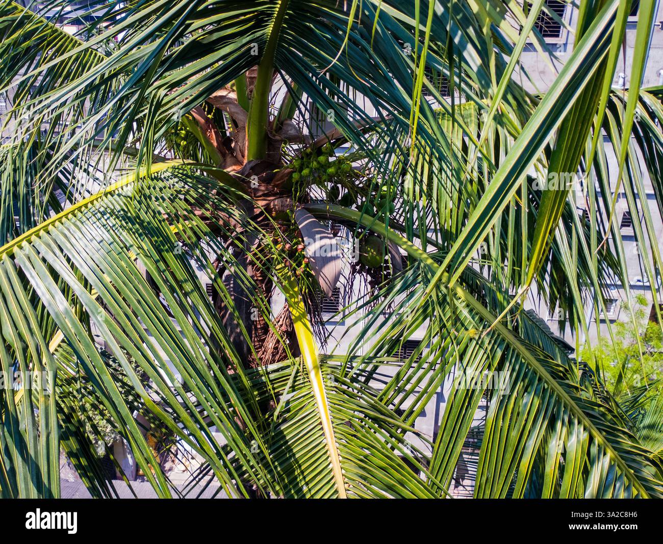 An intricate perspective of vibrant green palm leaves, showcasing ...