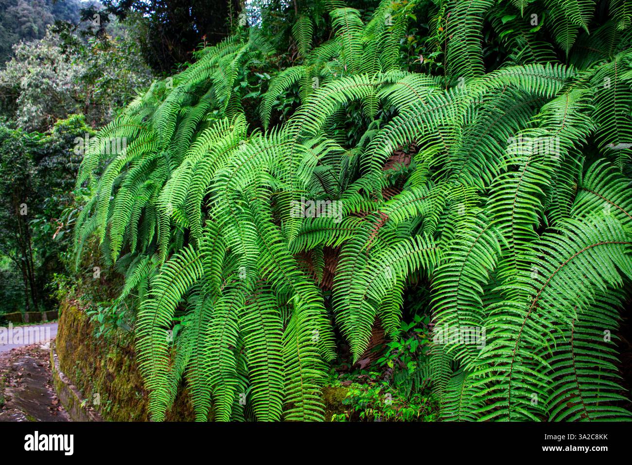 Lush ferns under rainforest hi-res stock photography and images - Alamy