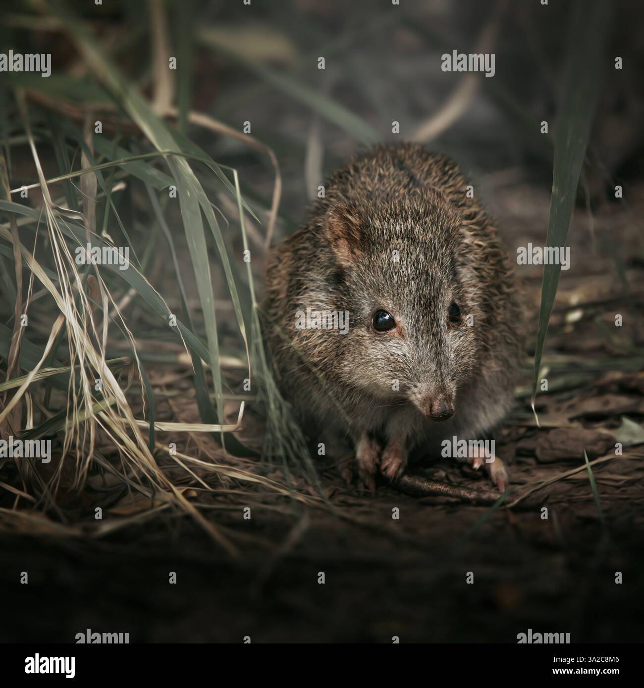 The long-nosed potoroo is a small, hopping mammal native to forests and ...