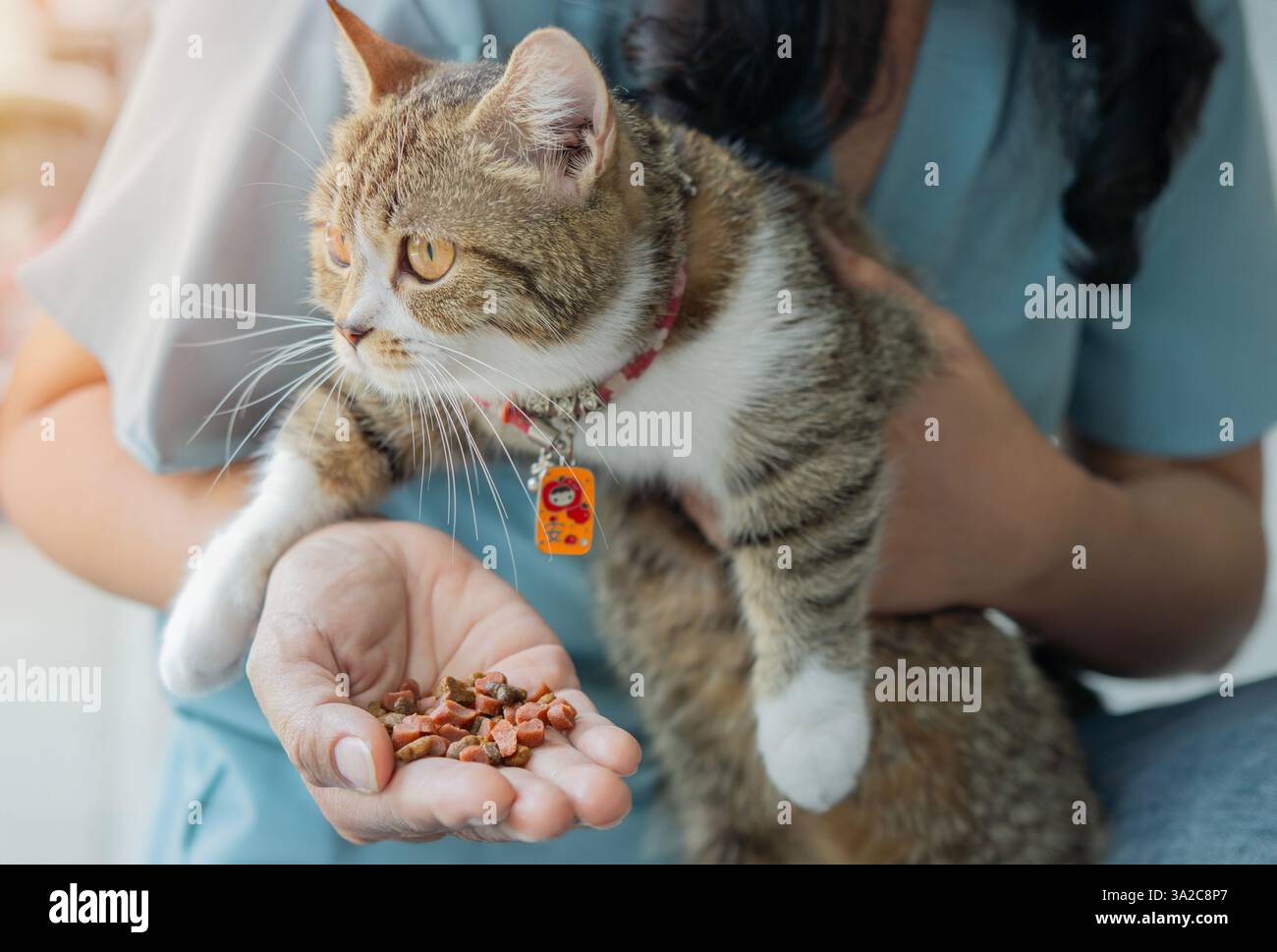 Woman sitting with cute tabby cat while feeding by cat's meal indoors ...