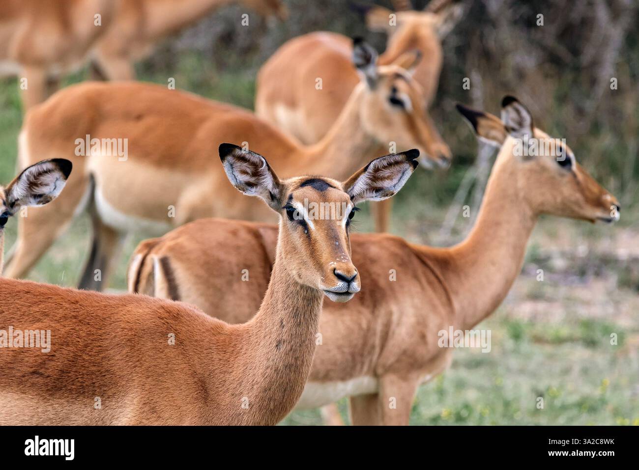 group of impala females in wild nature. African savanna, Kruger ...