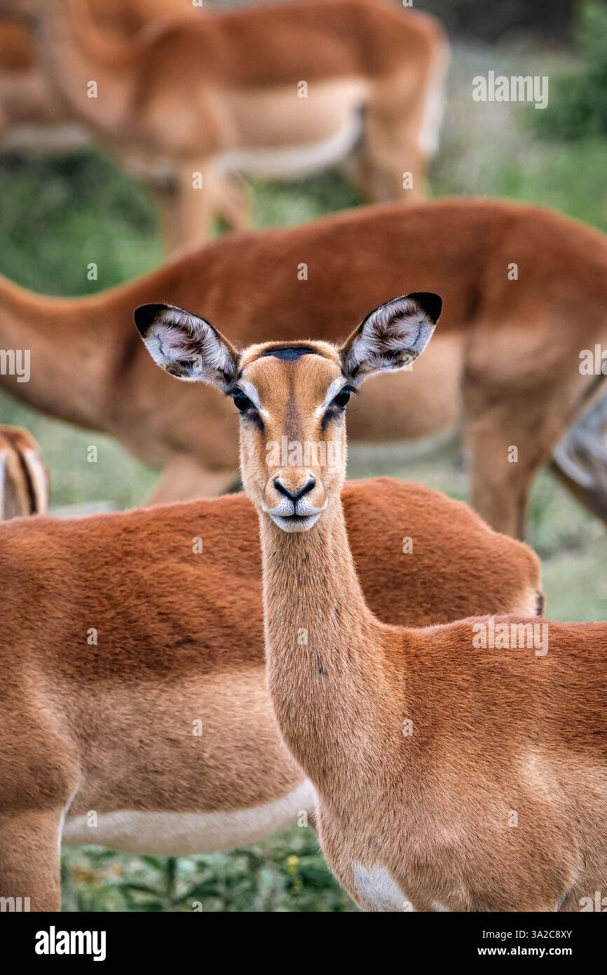 Beautiful impala female in wild nature. African savanna, Kruger ...