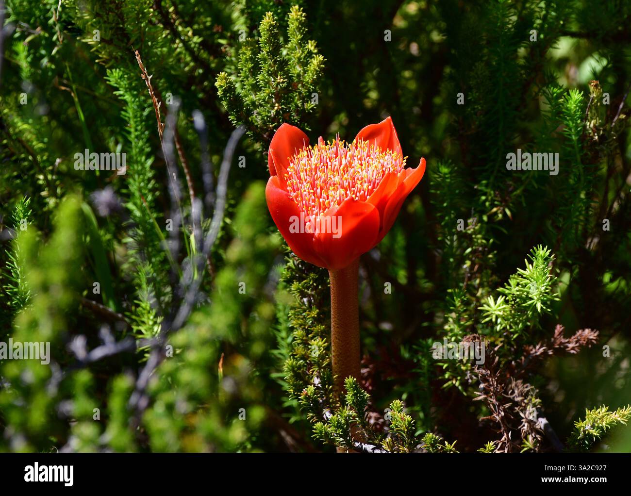 Paintbrush lily (Haemanthus coccineus) native Flower from South Africa ...