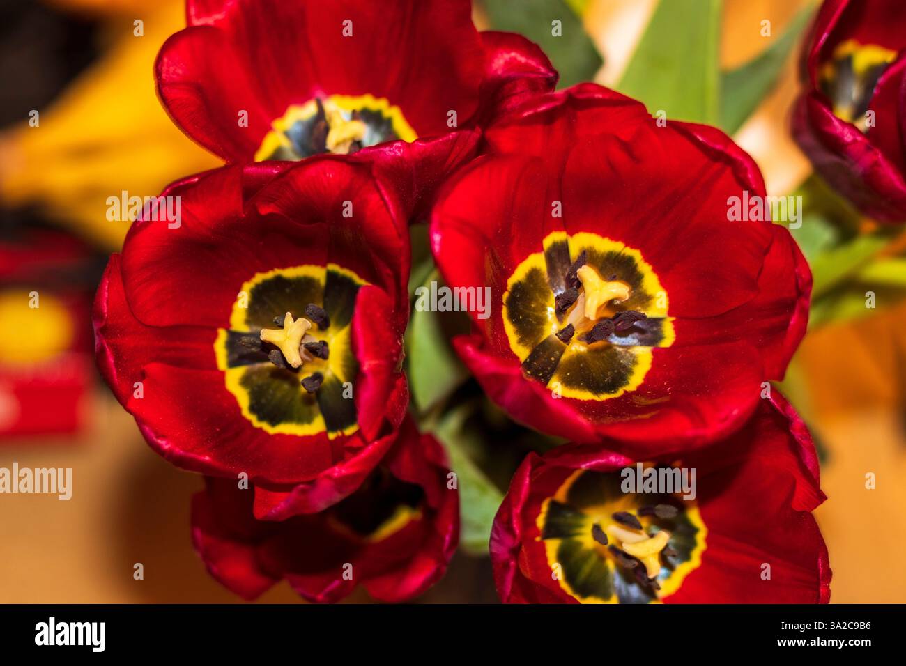 Tulips reproduction hi-res stock photography and images - Alamy