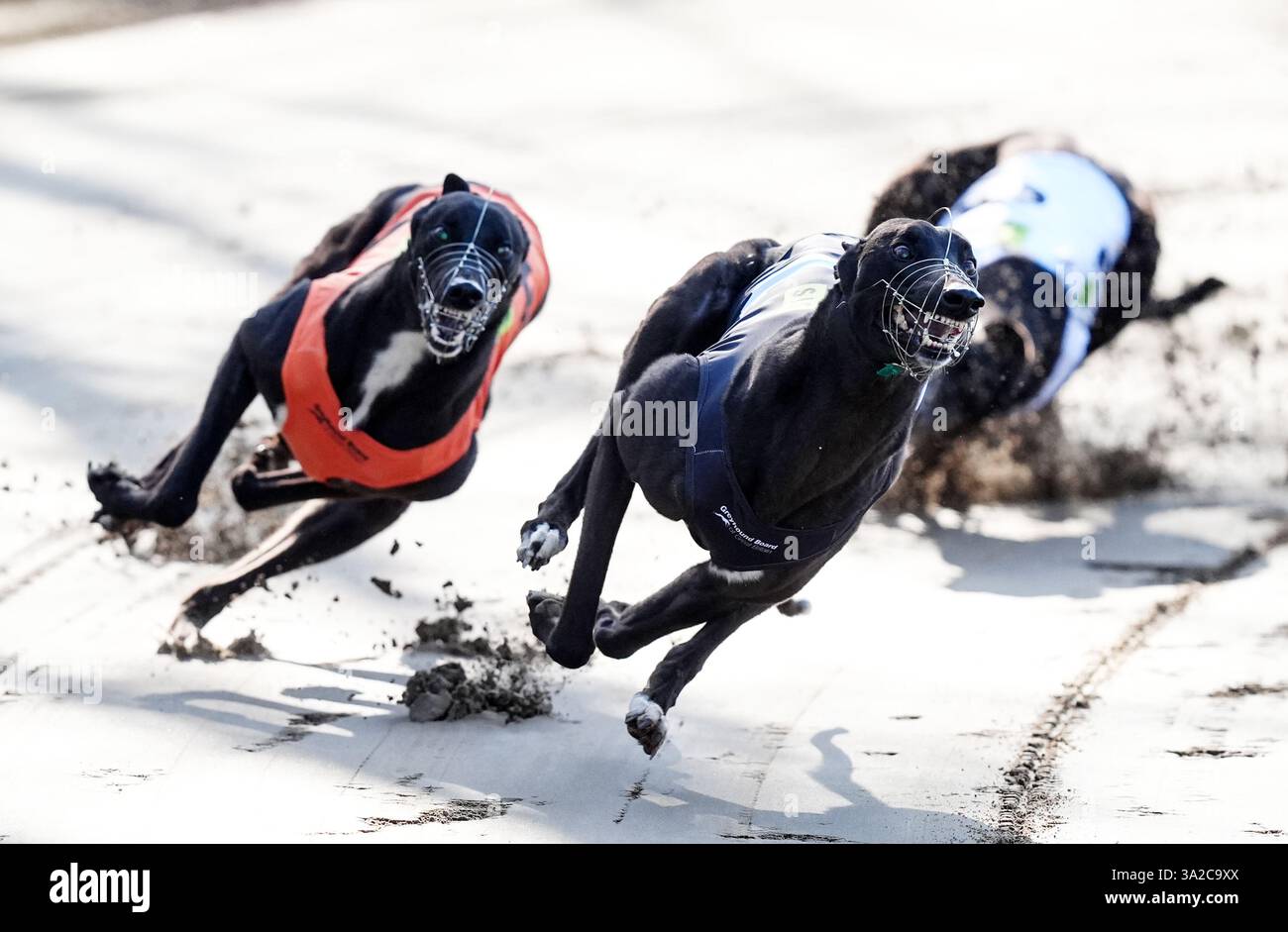 Greyhounds racing at Valley Greyhound Stadium in Ystrad Mynach ...