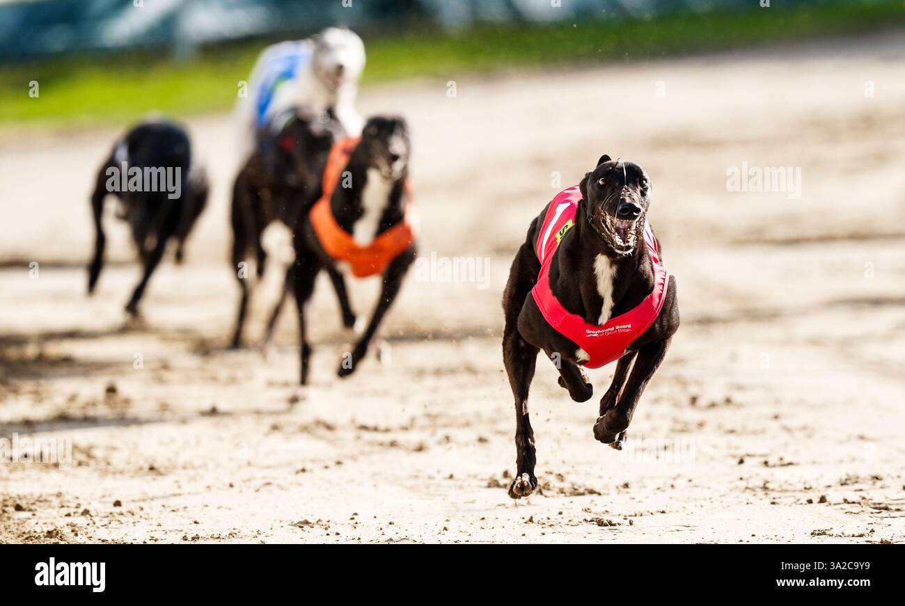 Greyhounds racing at Valley Greyhound Stadium in Ystrad Mynach ...