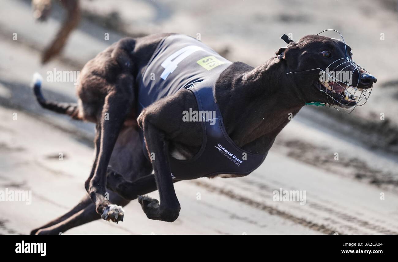 Greyhounds racing at Valley Greyhound Stadium in Ystrad Mynach ...