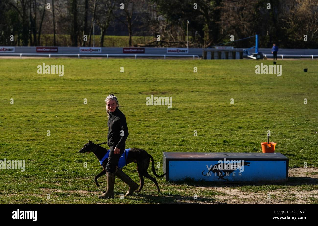 A Greyhound prepares to race at Valley Greyhound Stadium in Ystrad ...