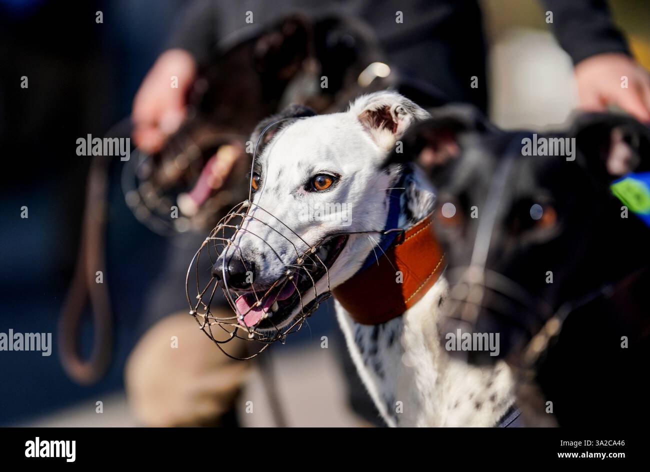 Greyhounds prepare to race at Valley Greyhound Stadium in Ystrad Mynach ...