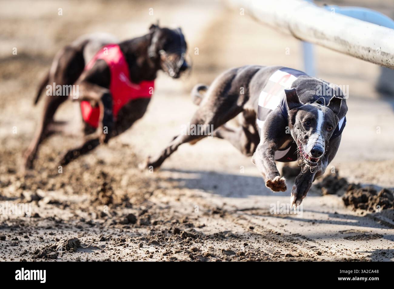 Greyhounds racing at Valley Greyhound Stadium in Ystrad Mynach ...