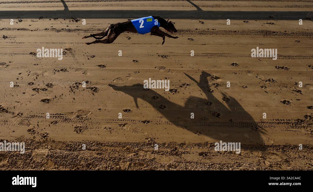 A Greyhound racing at Valley Greyhound Stadium in Ystrad Mynach ...