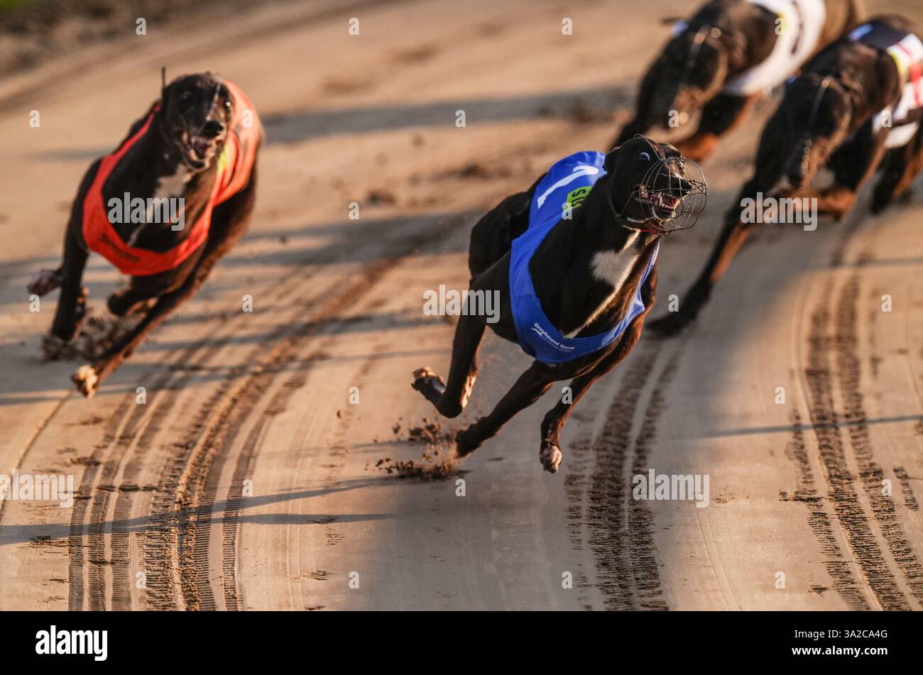Greyhounds racing at Valley Greyhound Stadium in Ystrad Mynach ...