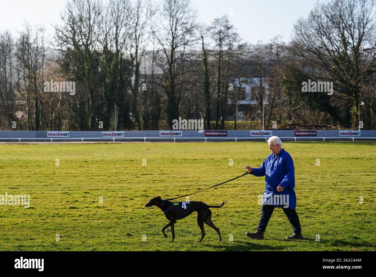A Greyhound prepares to race at Valley Greyhound Stadium in Ystrad ...