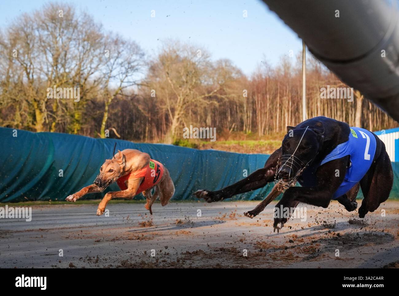 Greyhounds racing at Valley Greyhound Stadium in Ystrad Mynach ...