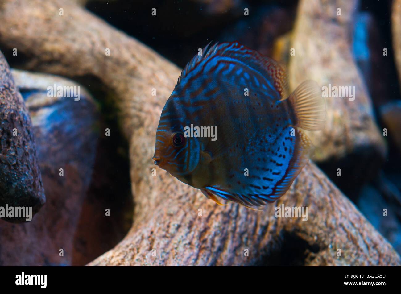 Brightly colored discus fish swimming among driftwood in an aquarium ...