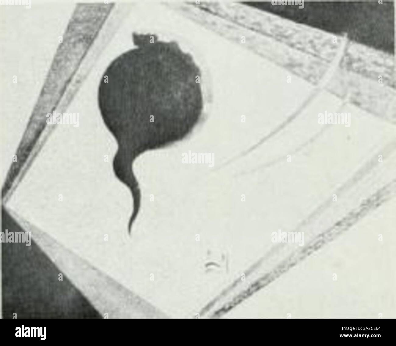 '442' by Wassily Kandinsky is an abstract piece characterized by ...