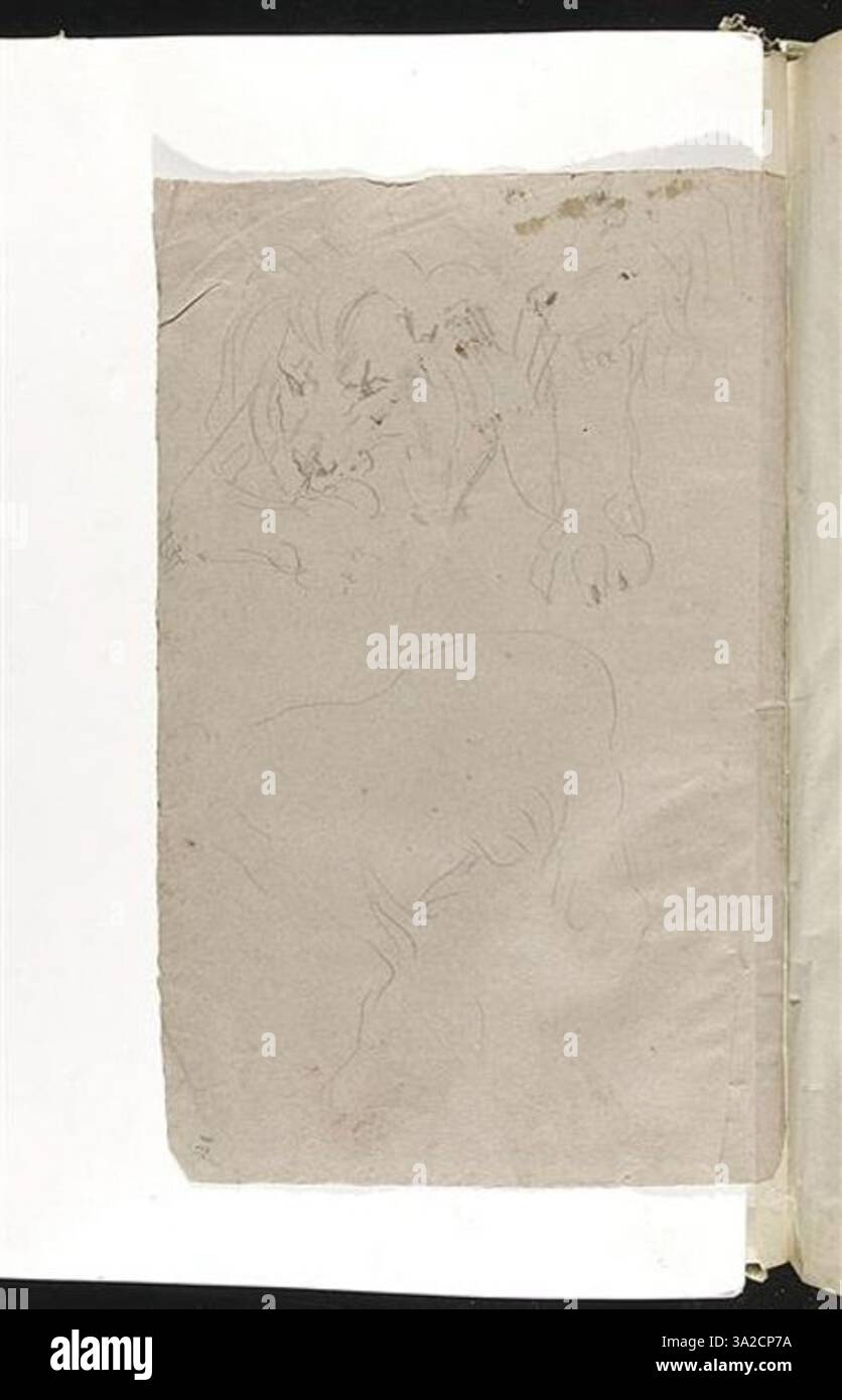 This study features the detailed anatomy of a lion, focusing on its ...