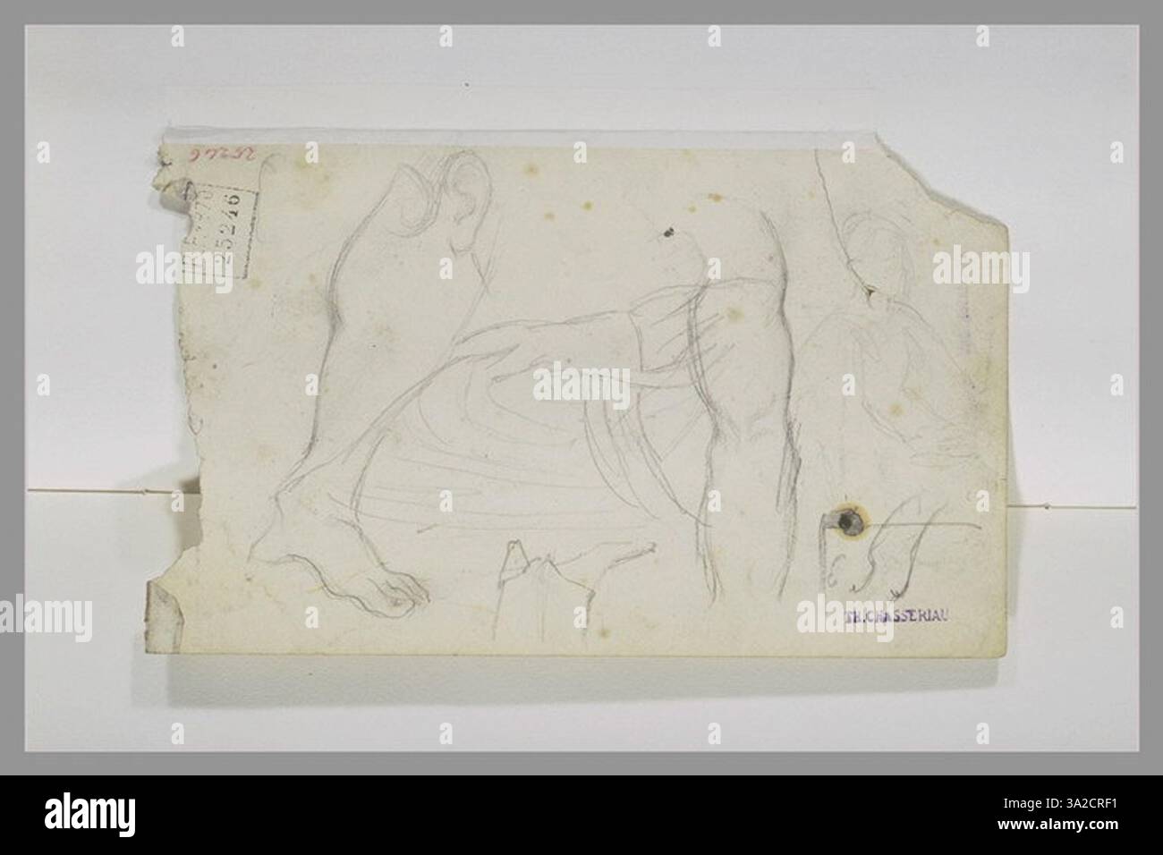 A detailed study of a leg, focusing on its anatomical structure and the ...